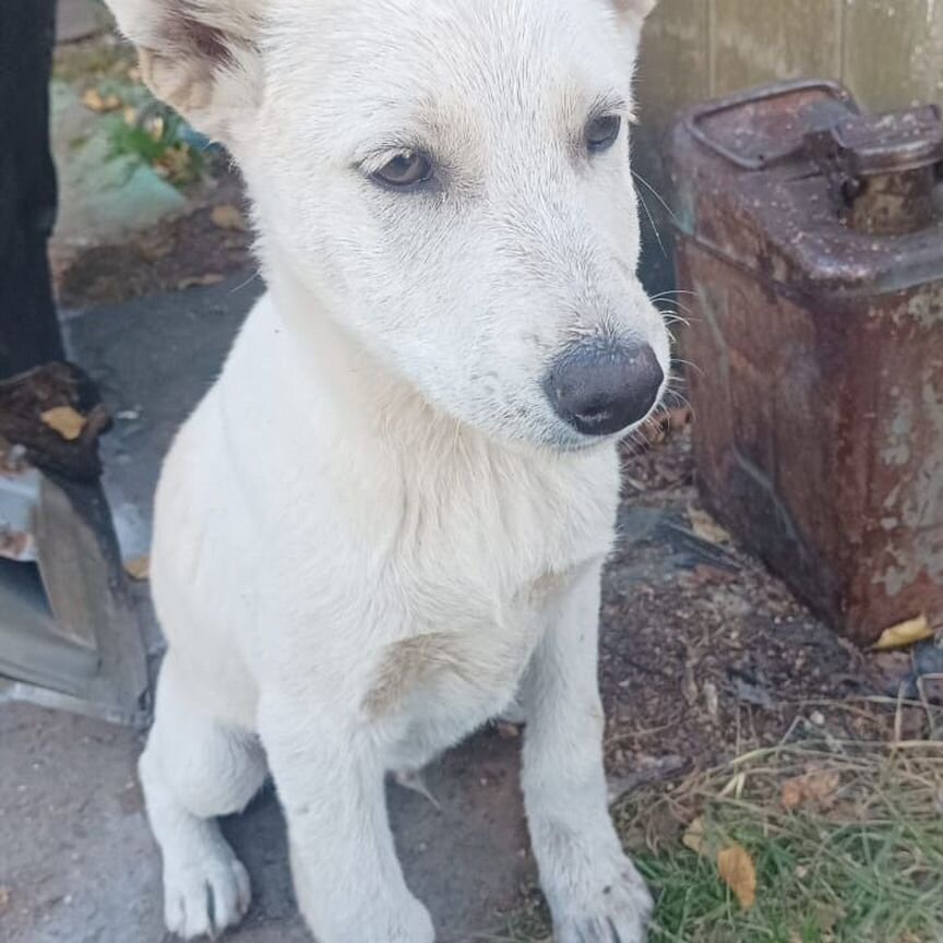 Щенок в добрые руки