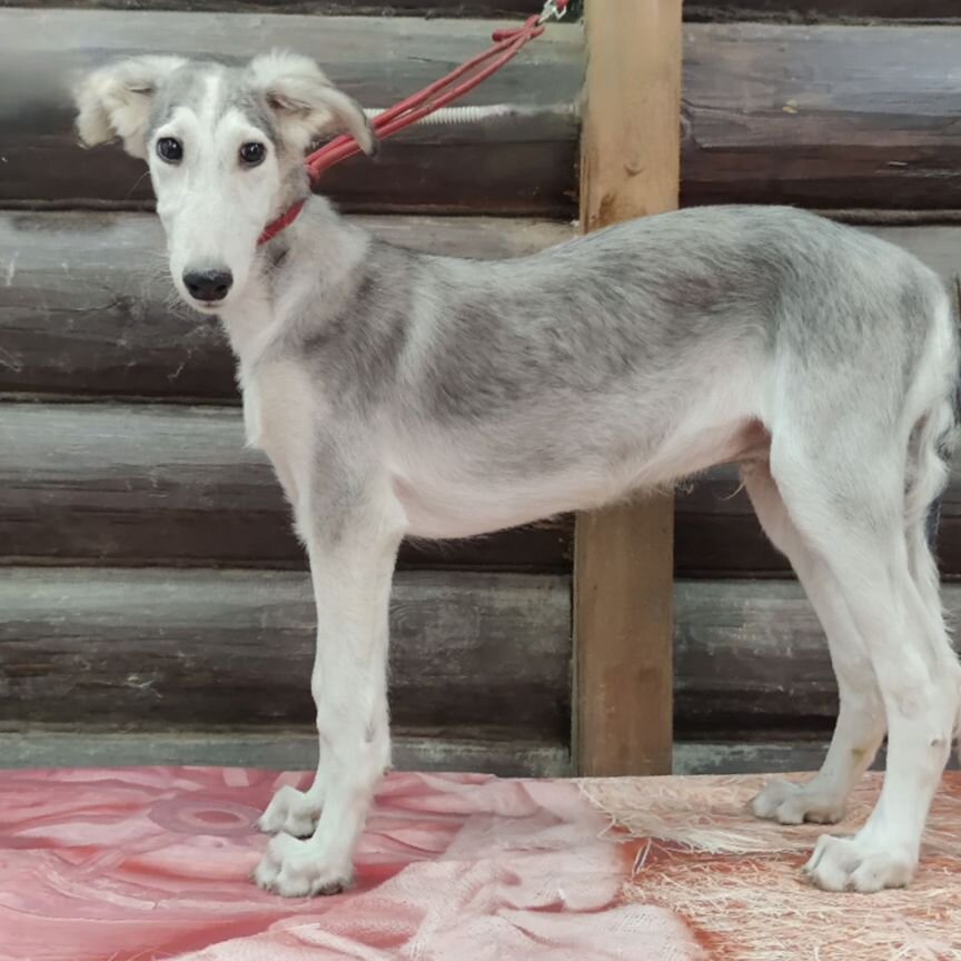 Русская псовая борзая