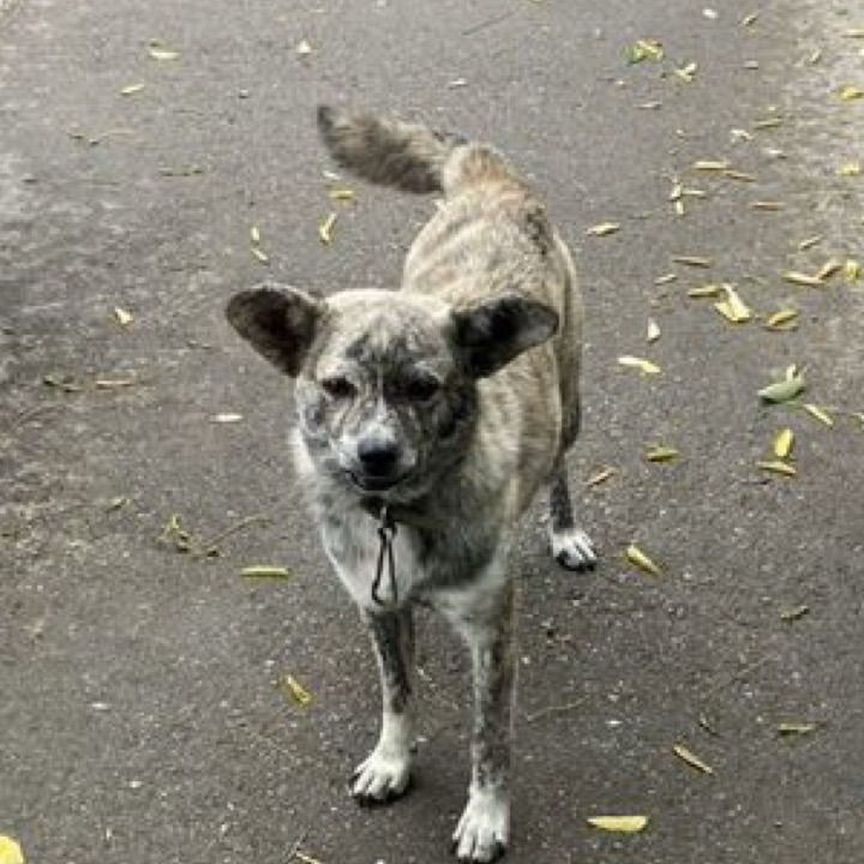 Песик в добрые руки