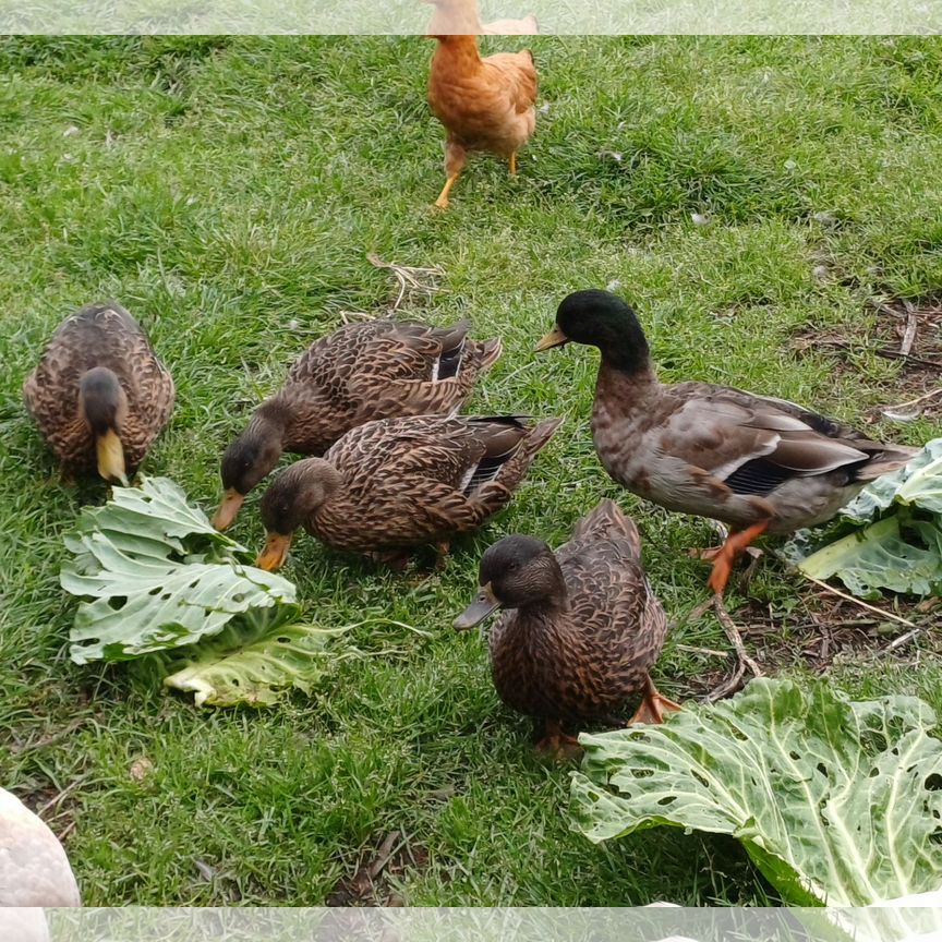 Продам утку подсадную