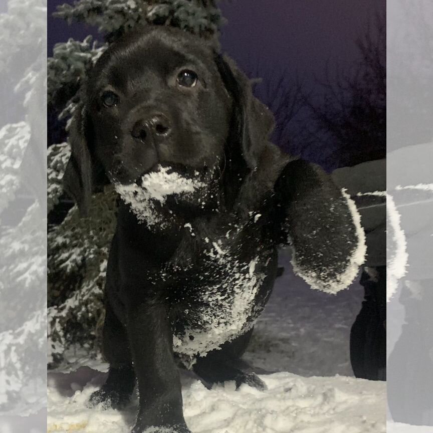 Лабрадор-ретривер, щенок