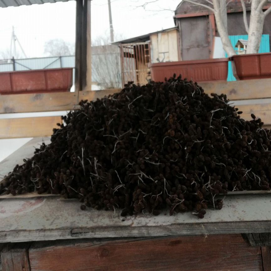 Ольховые шишки, для аквариума