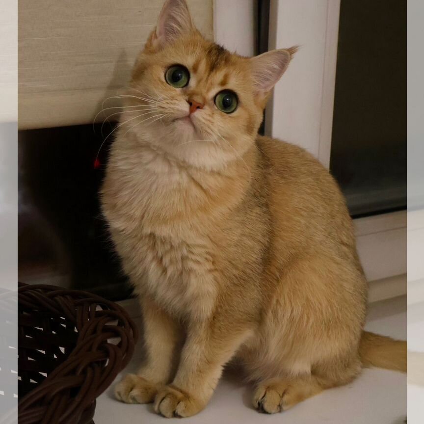 Шотландская прямоухая короткошёрстная кошка, взрослая