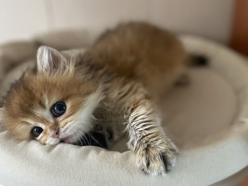 Шотландский котик
