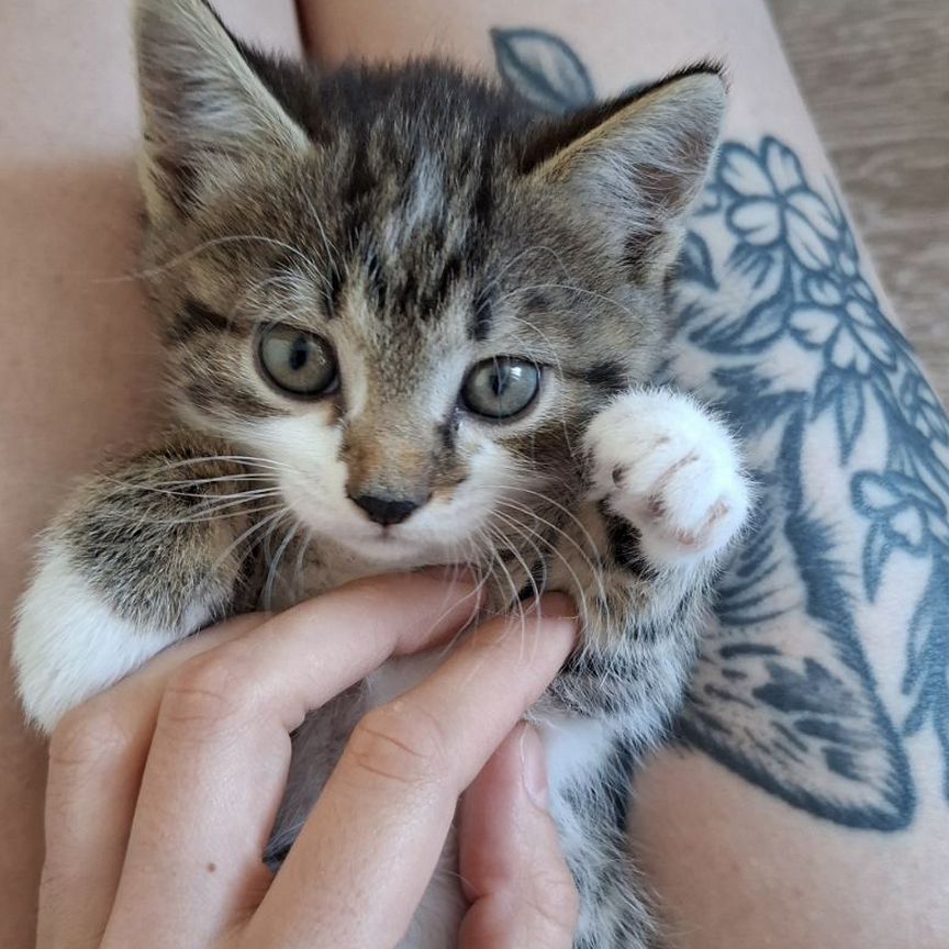 Котёнок в добрые руки