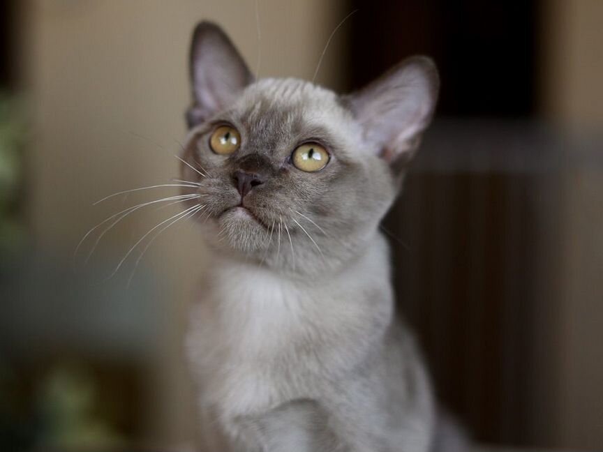 Котенок европейской бурмы