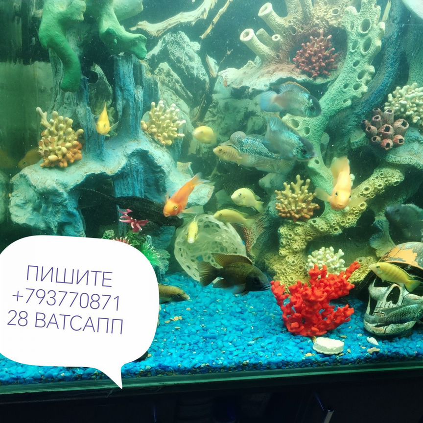 Аквариумные рыбки цихлиды