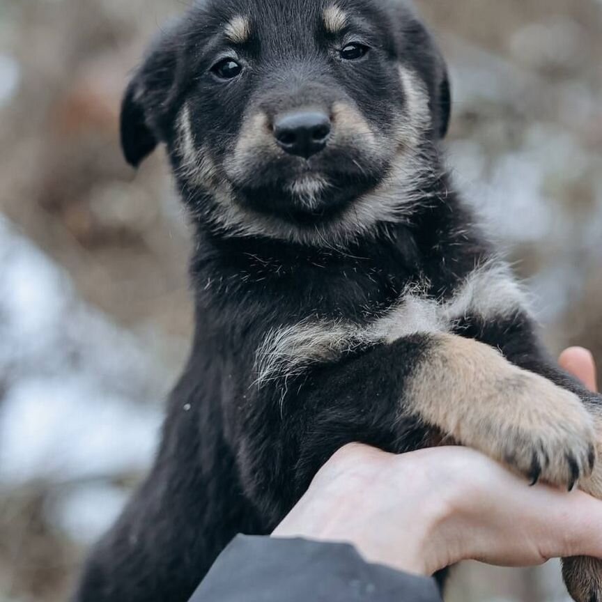 Щенки в добрые руки