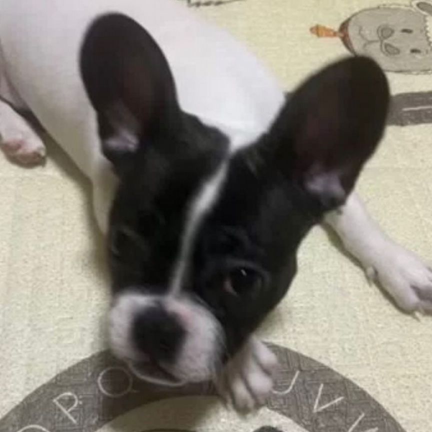 Французский бульдог