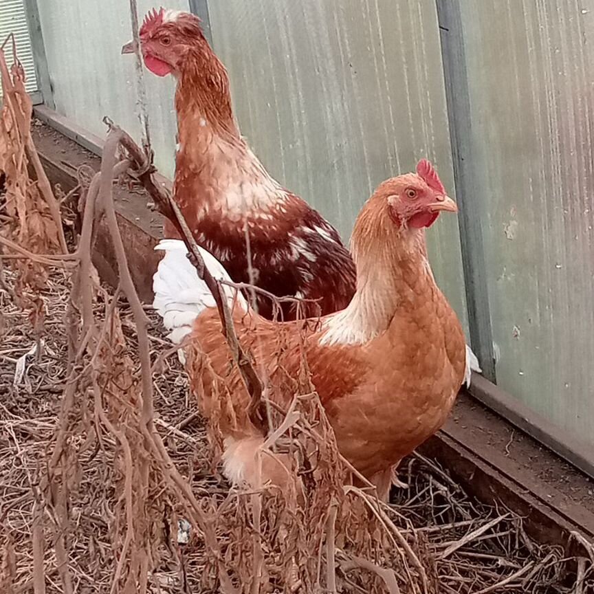 С/х животные куры