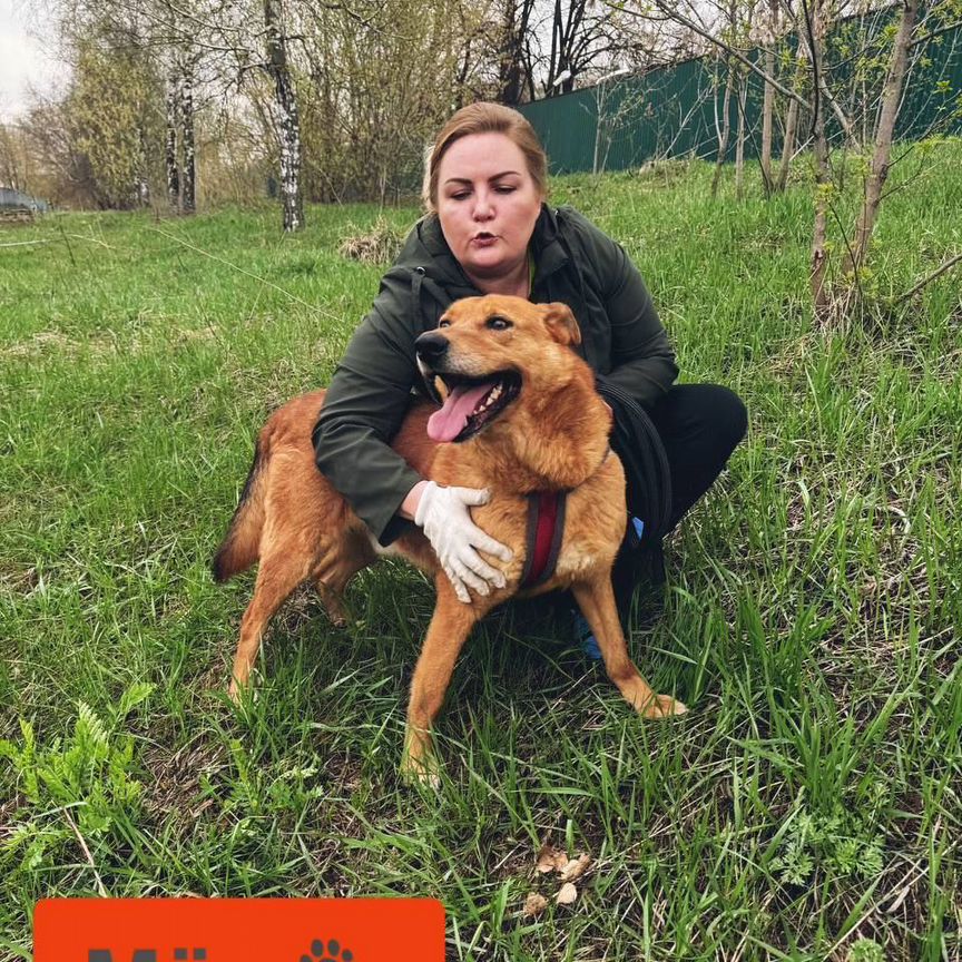 Красивый рыжий пёс ищет дом