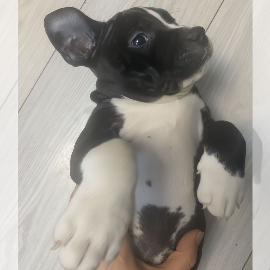 Американский стаффордширский терьер, щенок