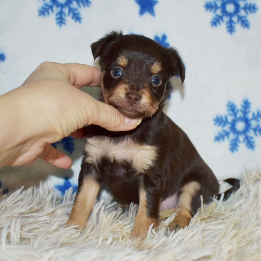 Щенок русского тоя