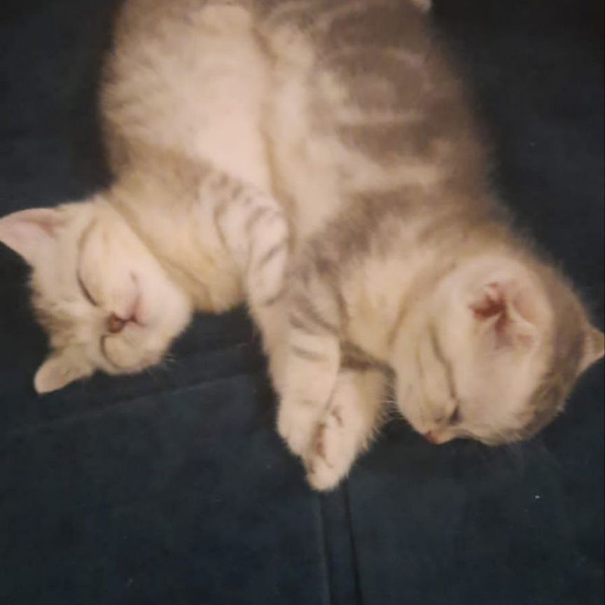 Шотландские котята
