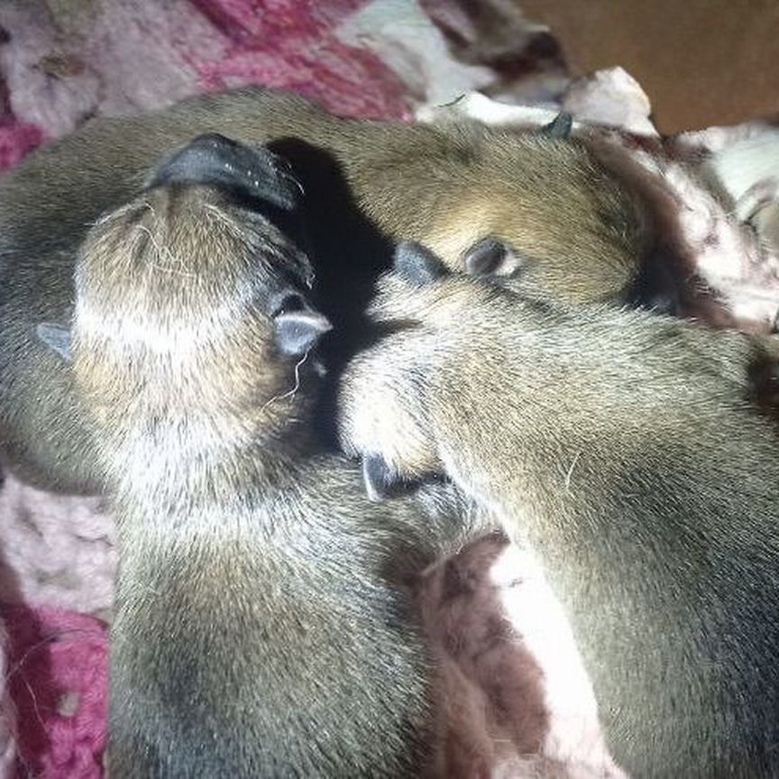 Сиба-ину, щенок