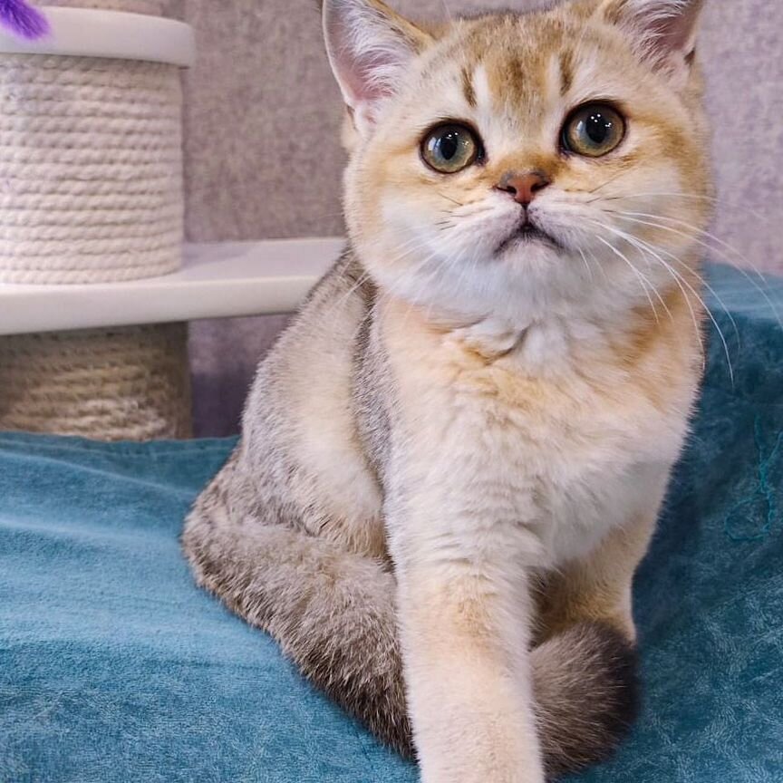 Шотландские котята девочки