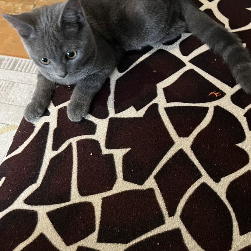 Британские котята
