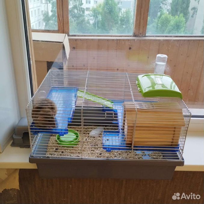 Отдам 2 крыс в добрые руки