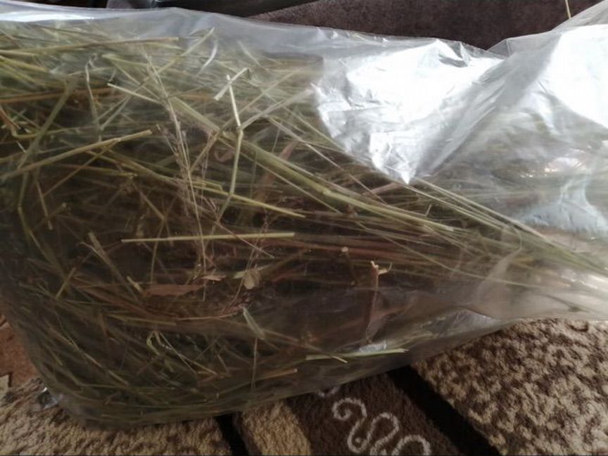 Сено для грызунов