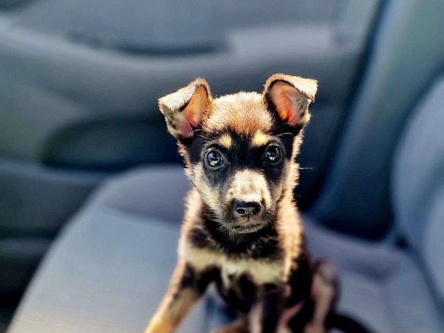 Щенок Фрося в добрые руки