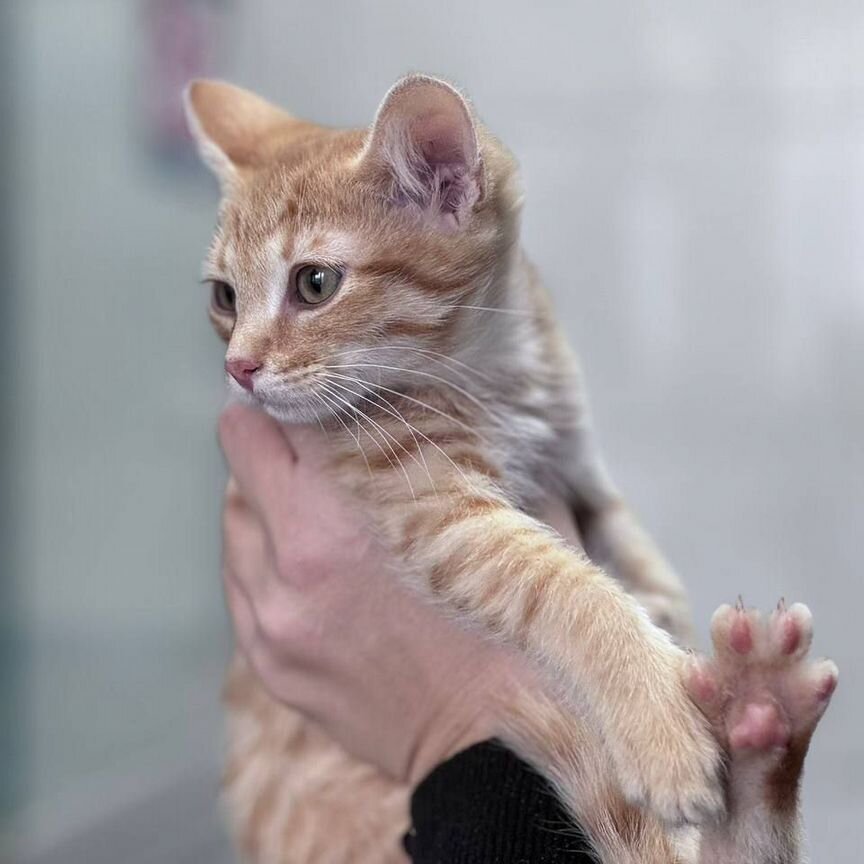 Котята в добрые руки бесплатно