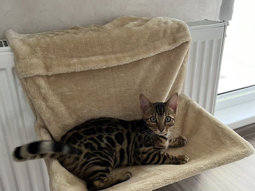 Гамак для кошек