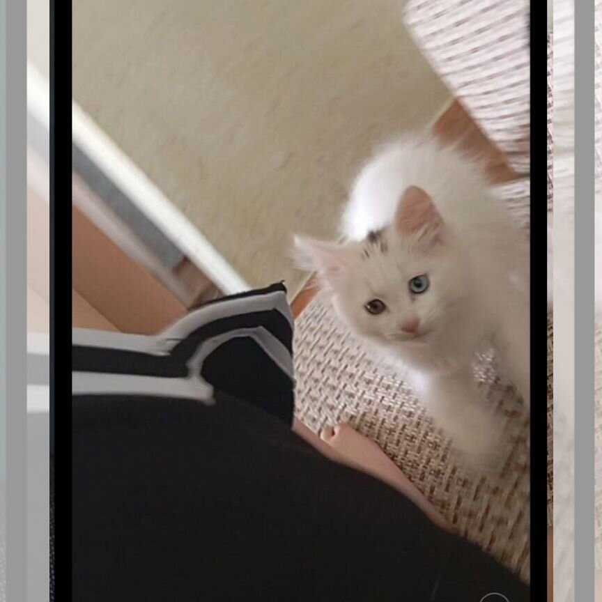 Котëнок