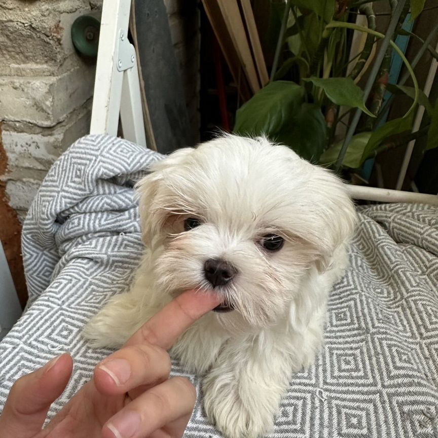 Мальчик мальтезе Корея