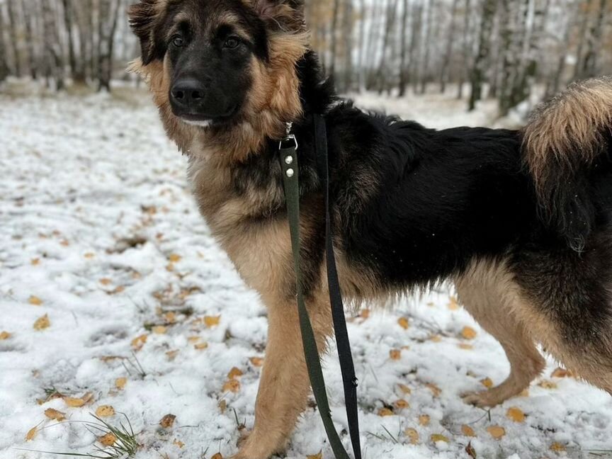 Славный пес ищет дом