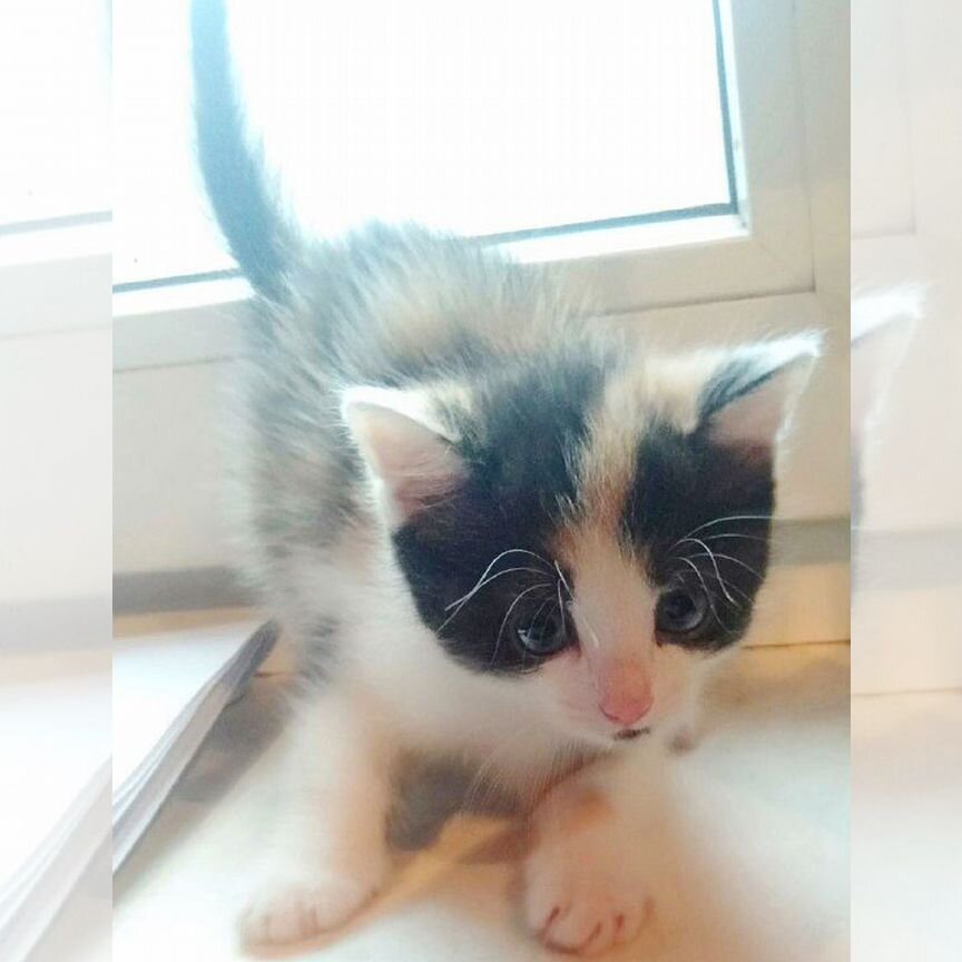 Замурчательные котята