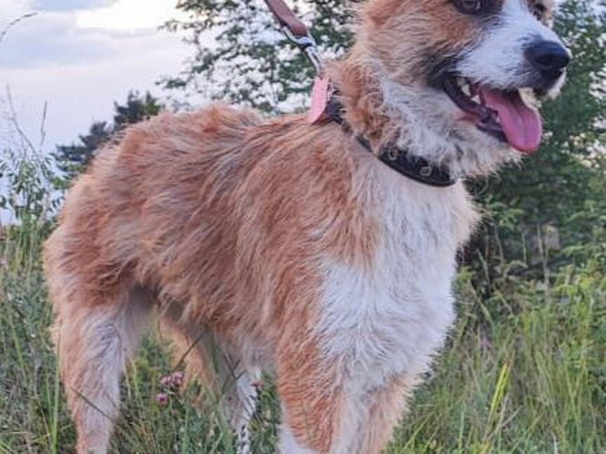 Собака друг Собака-компаньон