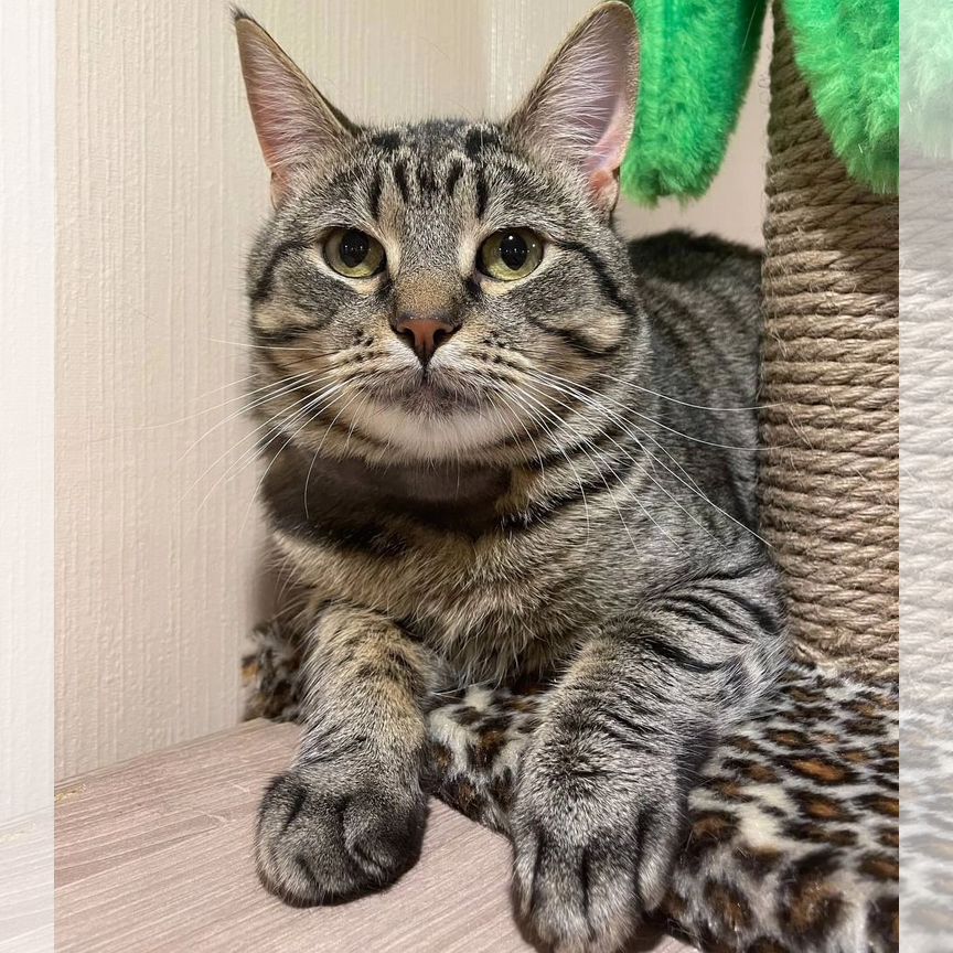 Котик