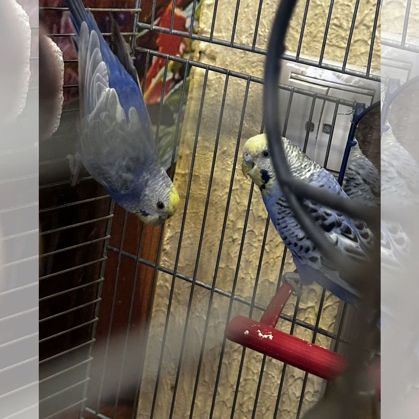 Волнистый попугай самка и самец