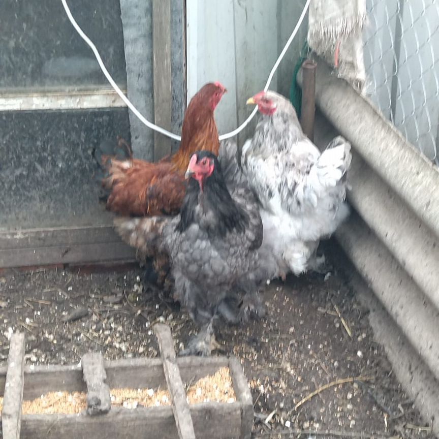 Молодые петухи Брама