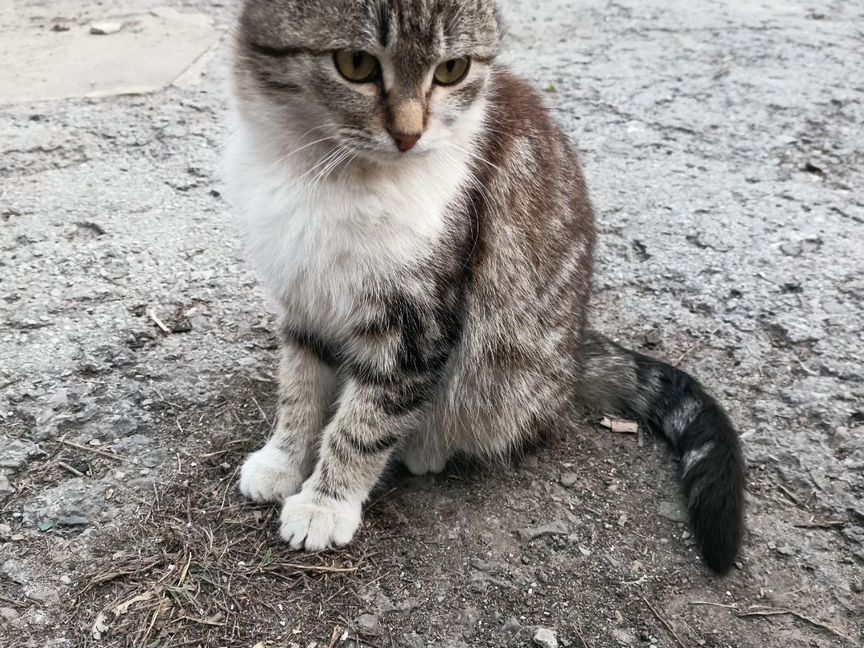 Кошка, которая ловит мышей