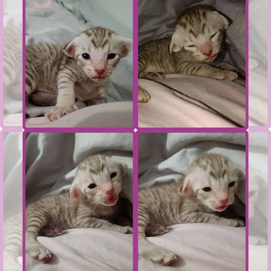 Ориентальный котёнок