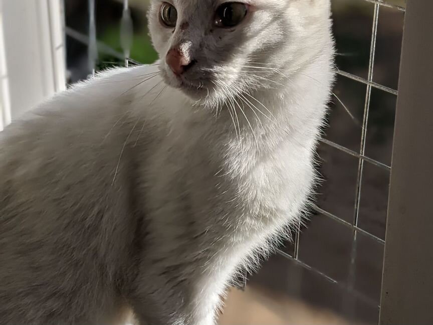 Кот ищет семью