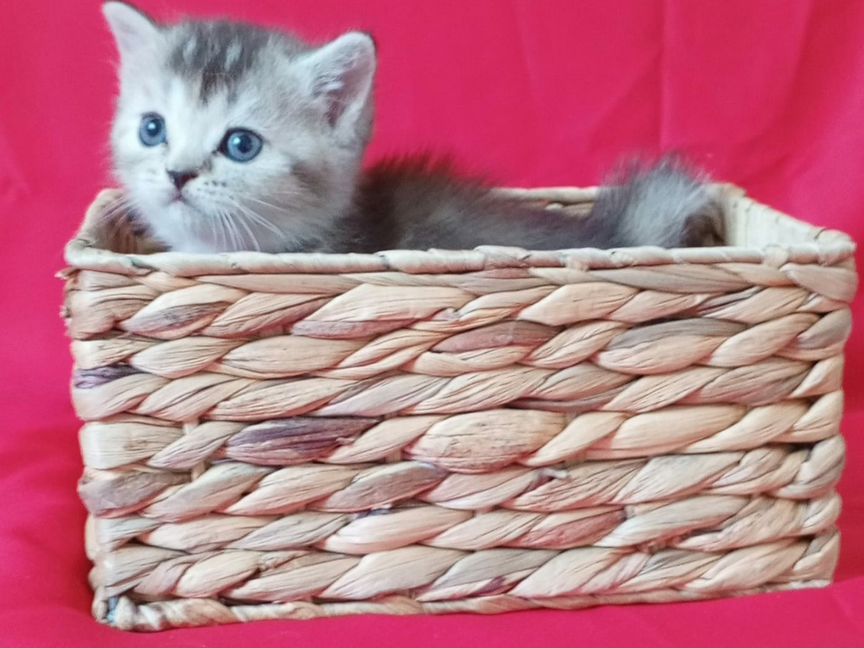 Британские котята