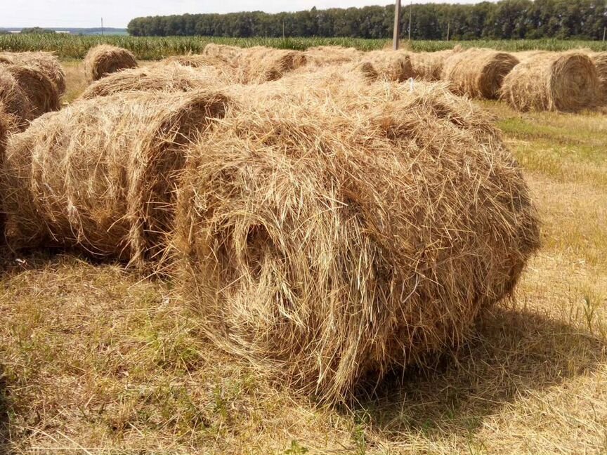 Сено в тюках по 200 кг