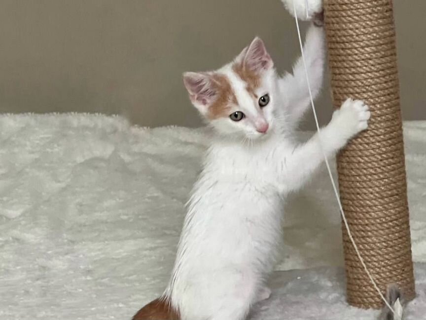 Кошки