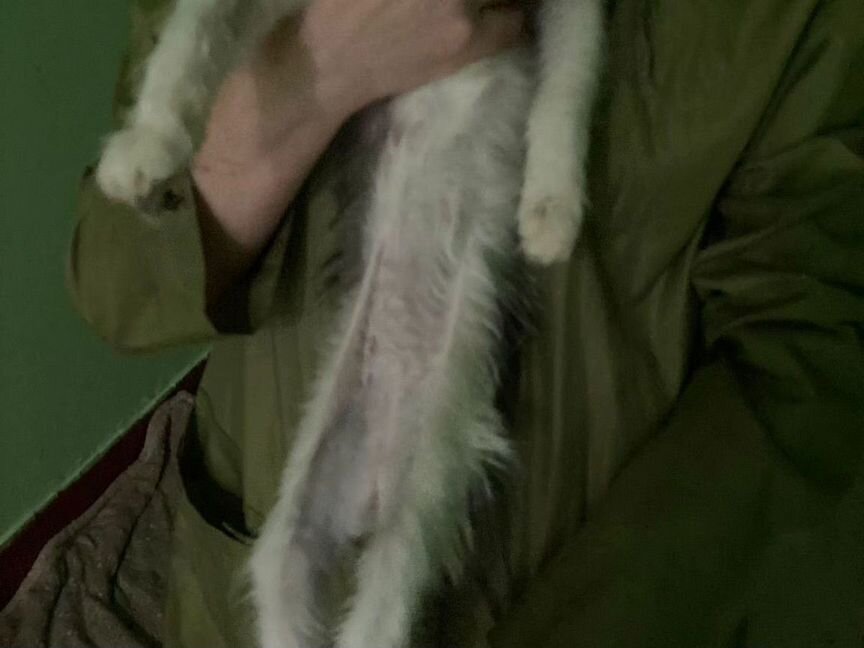 Кошм в беде