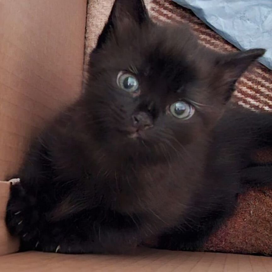 Котенок