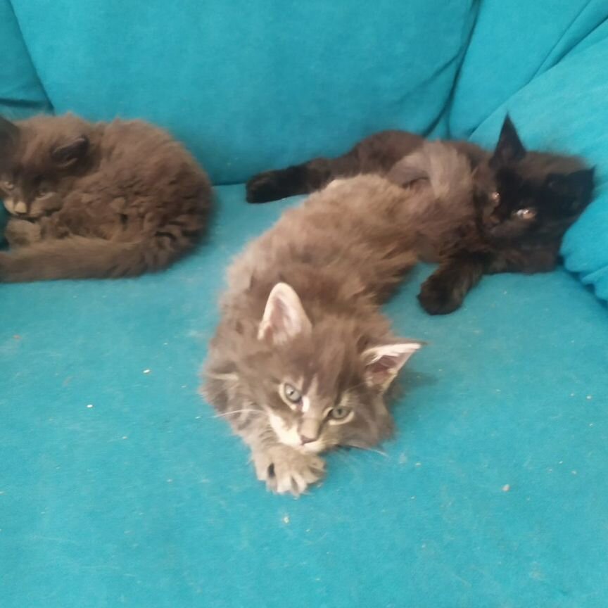 Мейн-кун котёнок