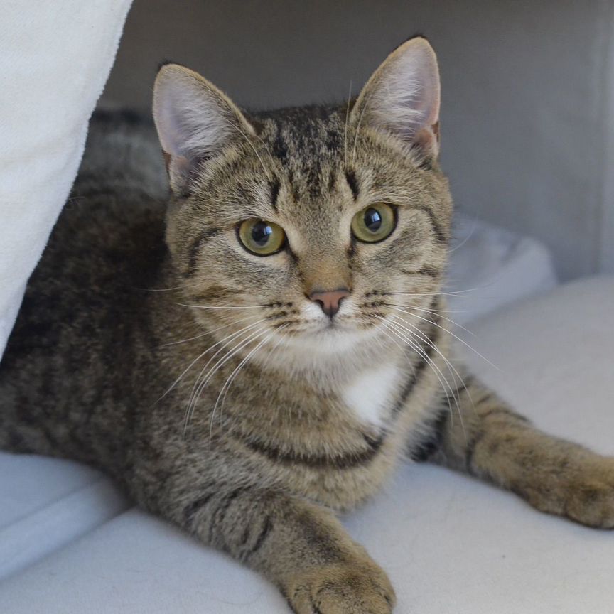 Котик в добрые руки