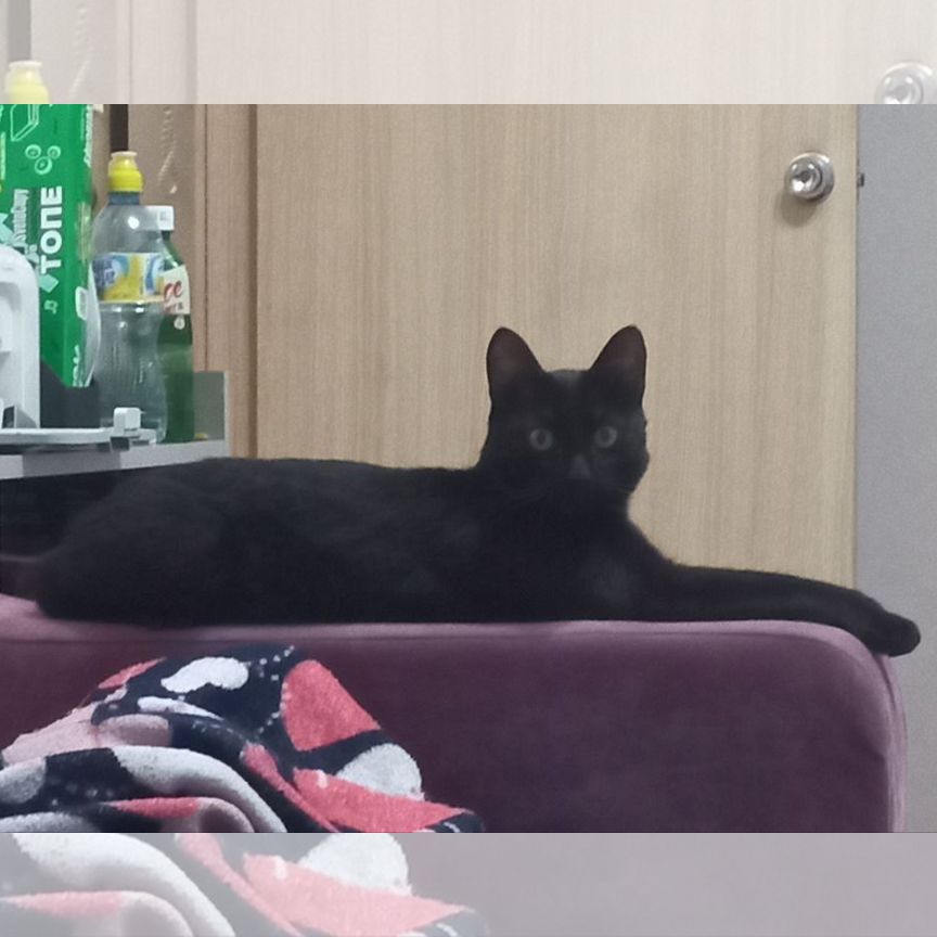 Кот(кастрированый