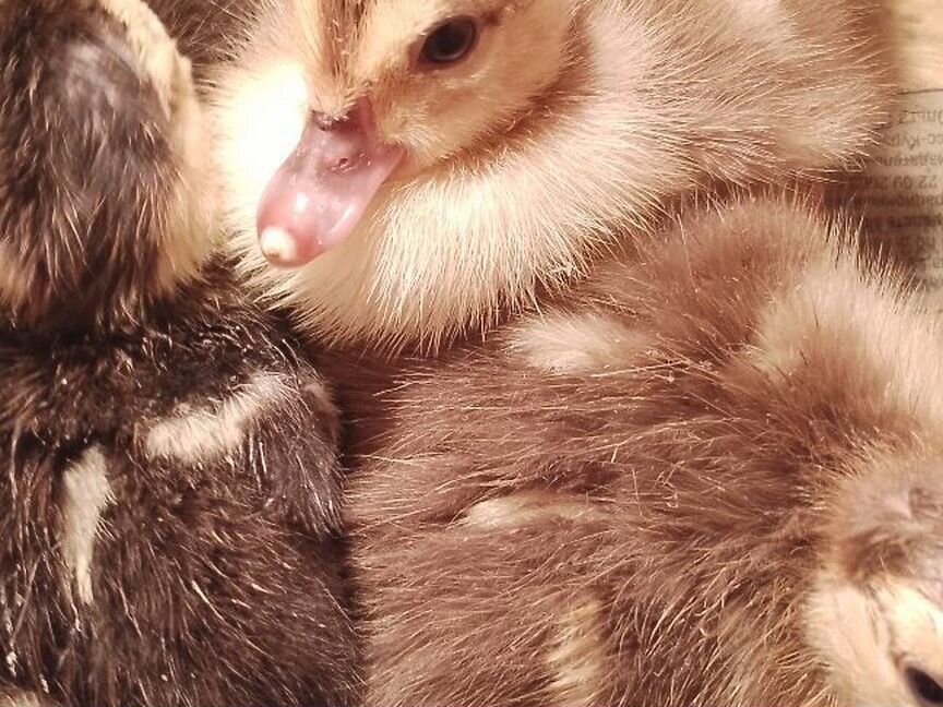 Мускусные утята индоутки