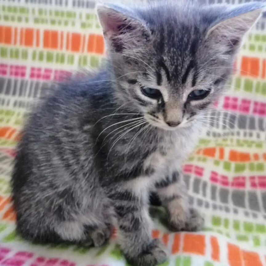 Котёнок в добрые руки