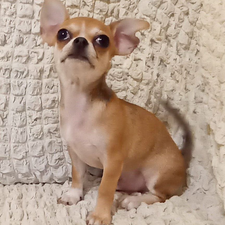 Щенки чихуахуа