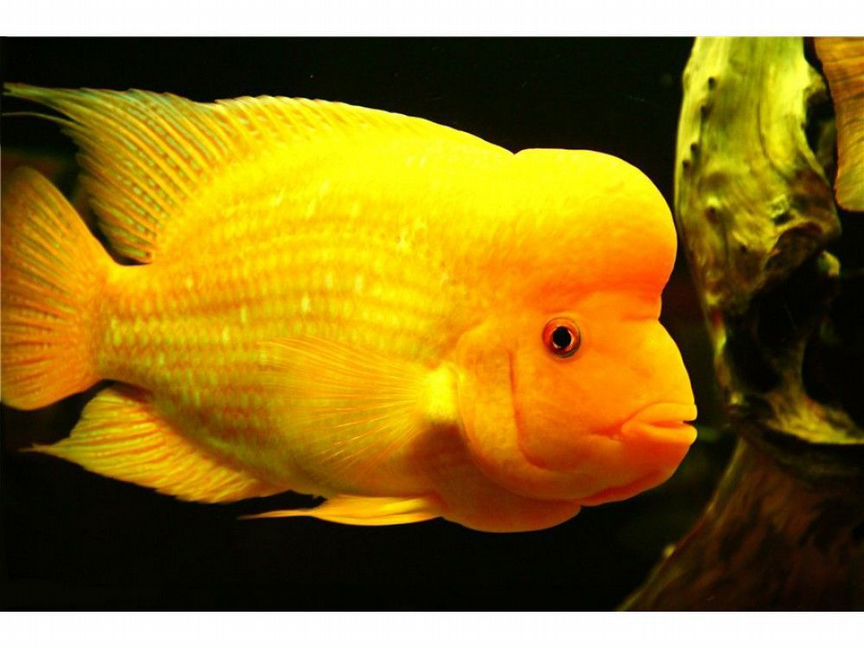 Цихлазома цитроновая