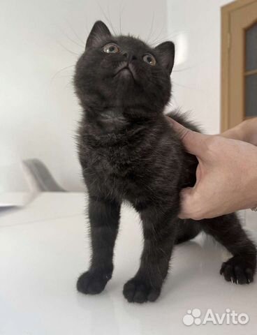 Шотландский котёнок